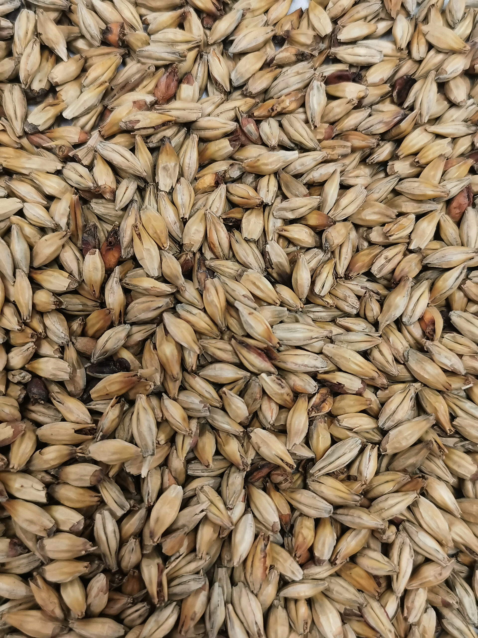 Maltage à façon - A VOS MALTS 🌾 Malterie Bio et Locale